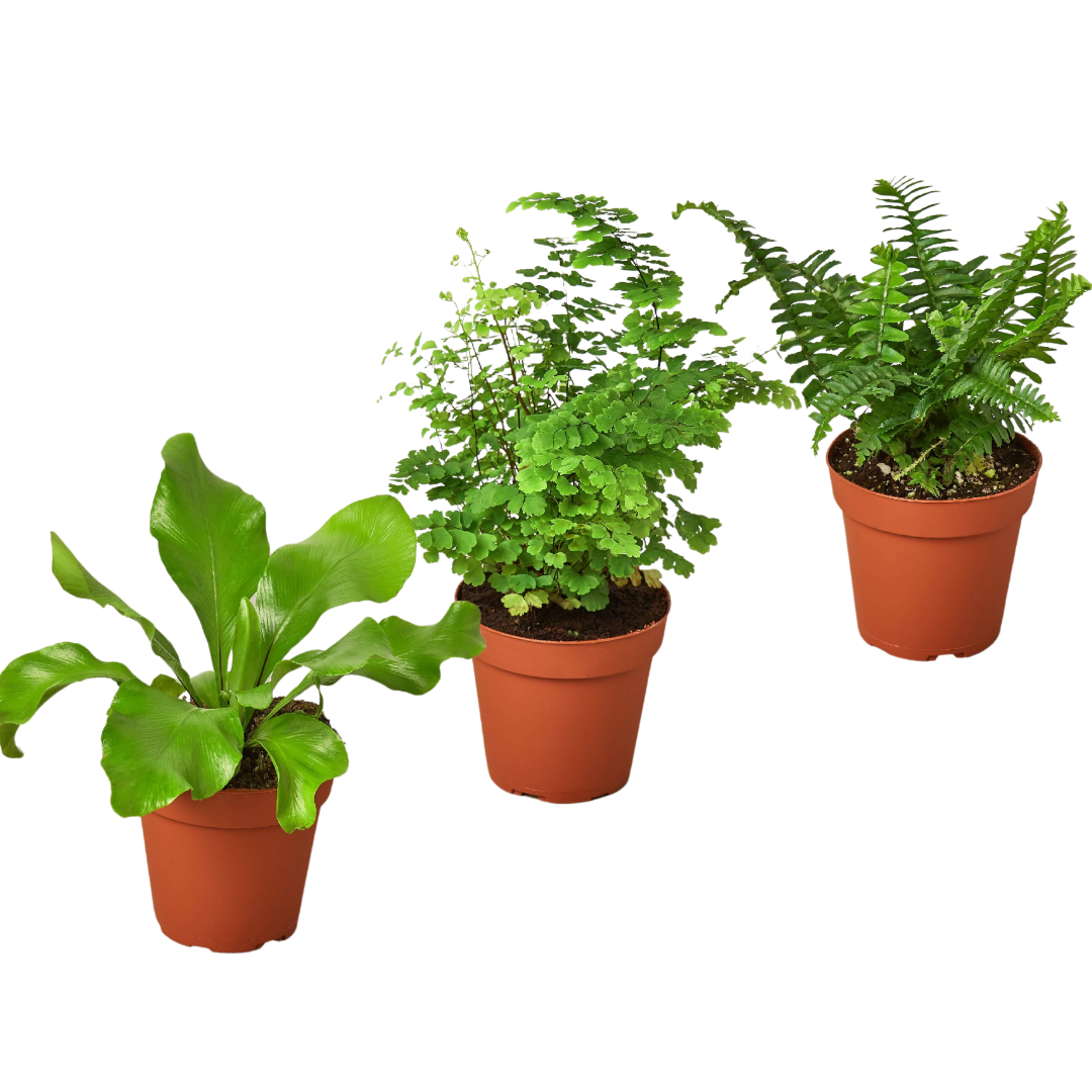 3 Fern Variety Pack - Live Plants - 4" Pot - House Plant – House Plant Shop